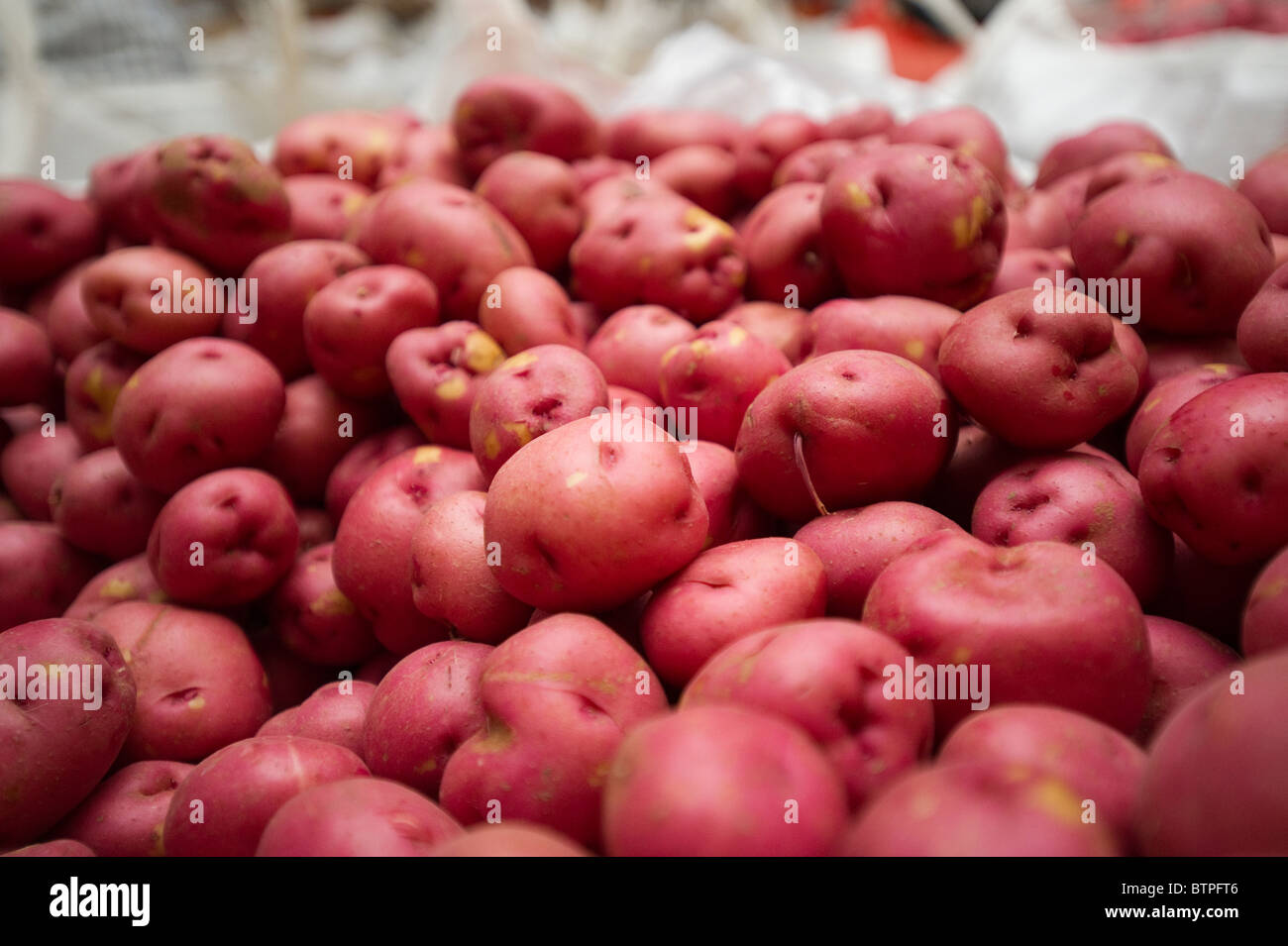 Tuber crop hi-res stock photography and images - Alamy