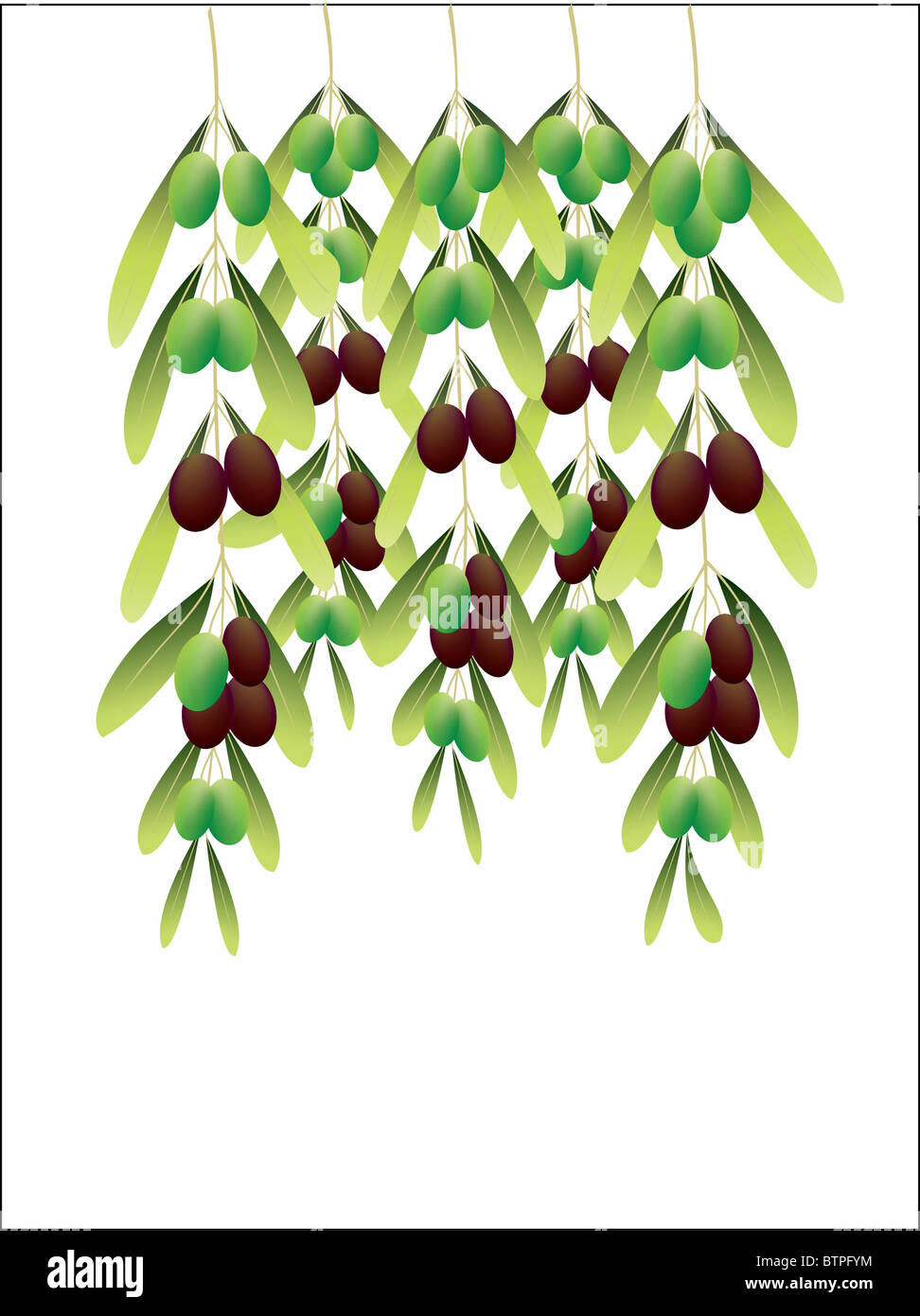 Olive branches on white background Stock Photo - Alamy