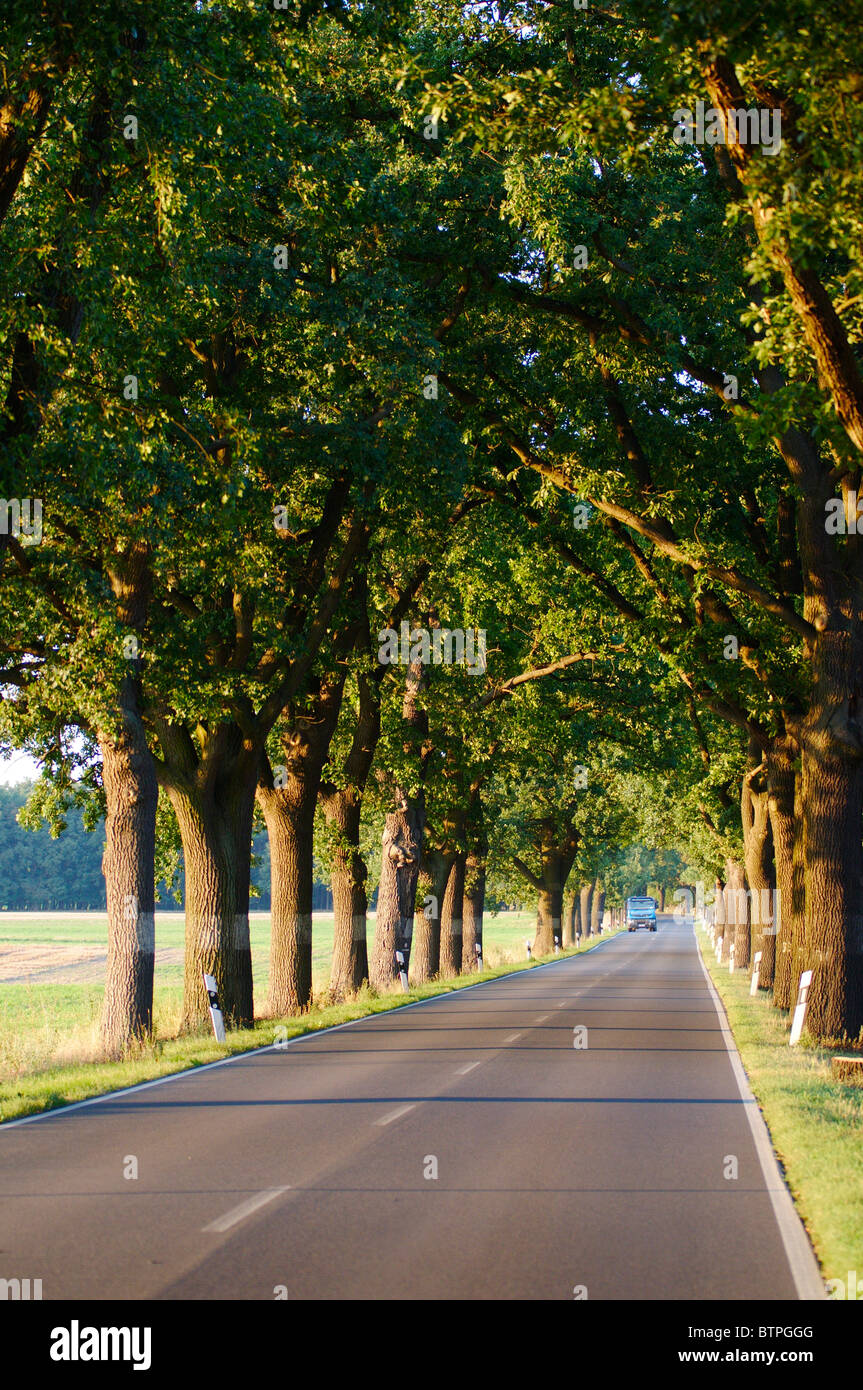 Road tree lined hi-res stock photography and images - Alamy