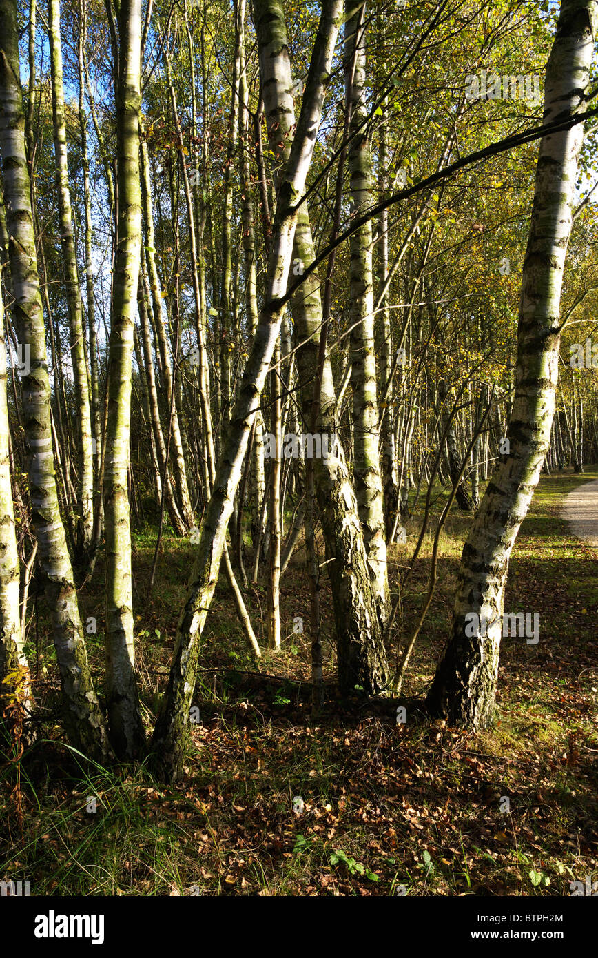 A silver birch wood Stock Photo - Alamy