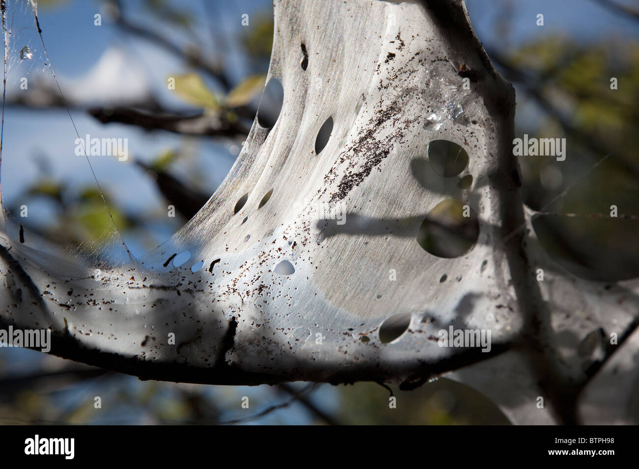 Spindle web ermine moth webs (Yponomeuta cagnagella) covering trees in ...
