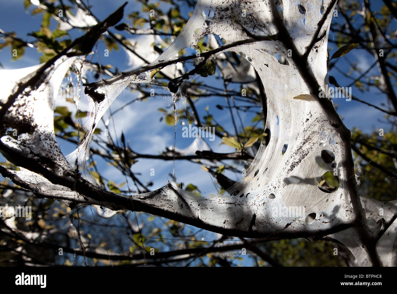 Spindle web ermine moth webs (Yponomeuta cagnagella) covering trees in ...