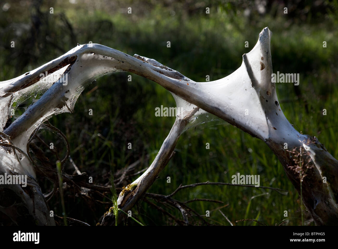 Spindle Ermine Moth Stock Photos & Spindle Ermine Moth Stock Images - Alamy