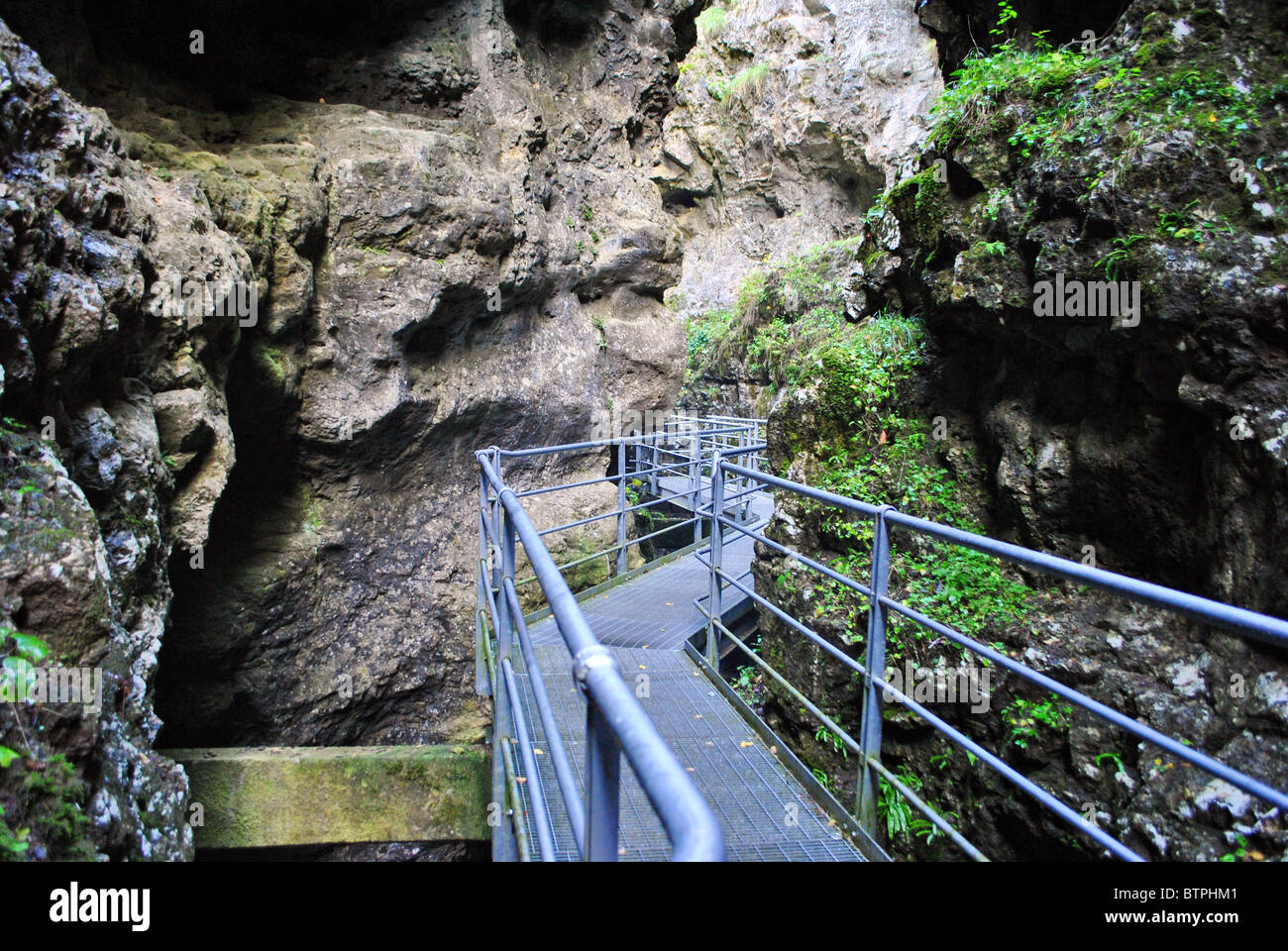 Trees in crevice hi-res stock photography and images - Alamy