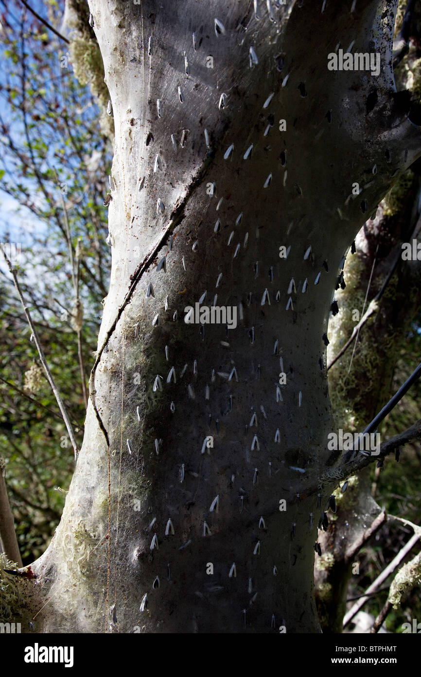 Spindle web ermine moth webs (Yponomeuta cagnagella) covering trees in ...