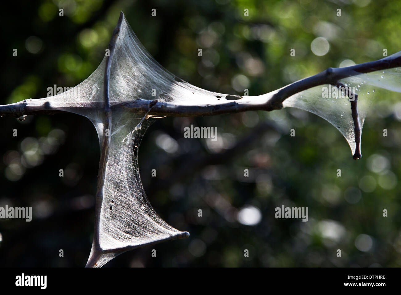 Spindle web ermine moth webs (Yponomeuta cagnagella) covering trees in ...