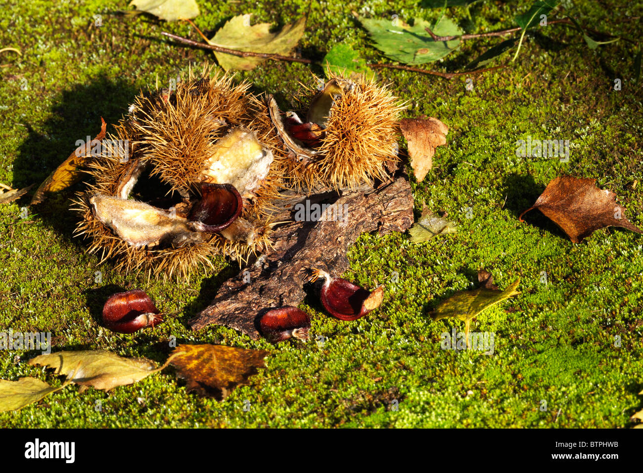 Chestnut tree autumn hi-res stock photography and images - Alamy