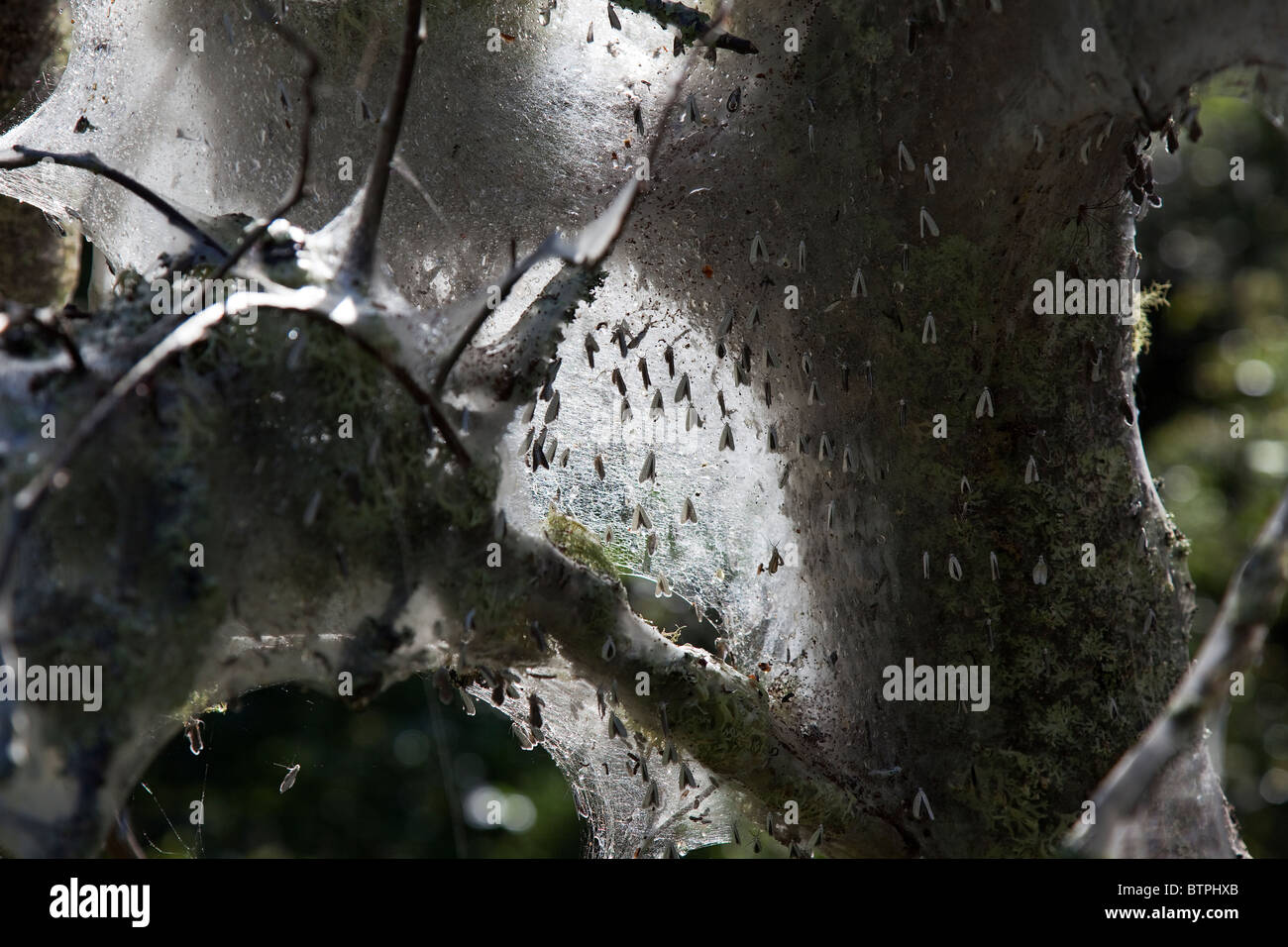 Spindle web ermine moth webs (Yponomeuta cagnagella) covering trees in ...