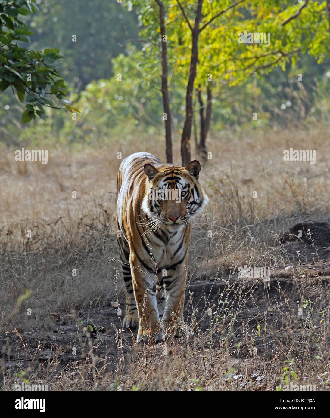 A Young Male Tiger standing on a hill in Bandhavgarh National Park ...