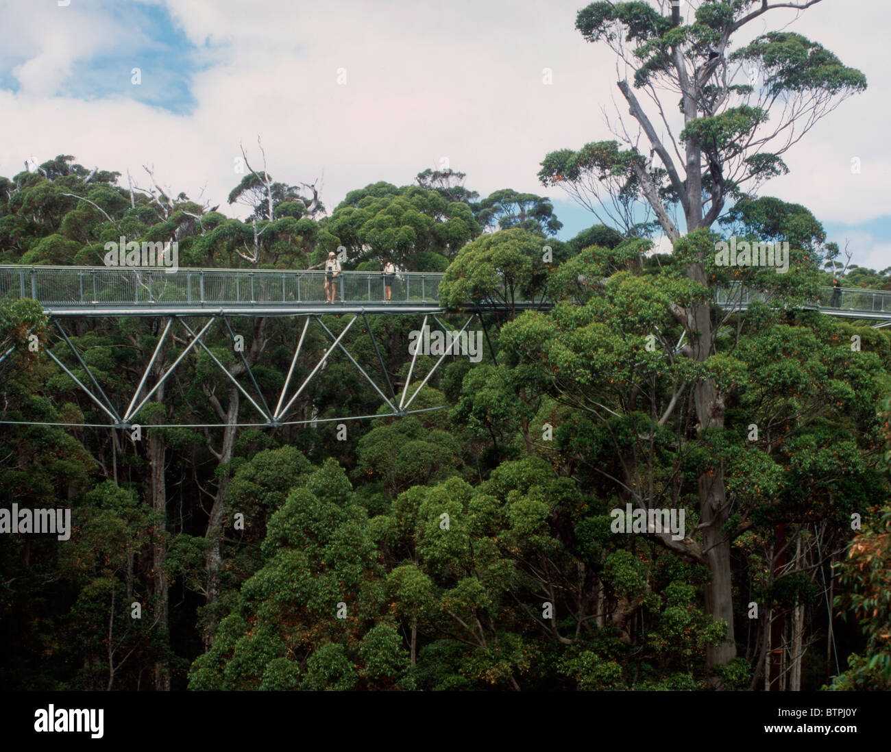 Valley of the giants treetop walk hi-res stock photography and images ...