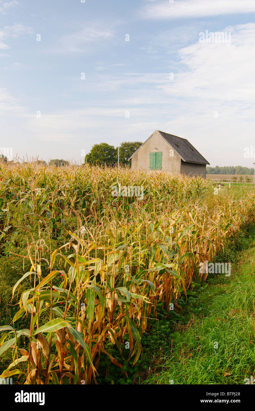 Farm house corn field hi-res stock photography and images - Alamy