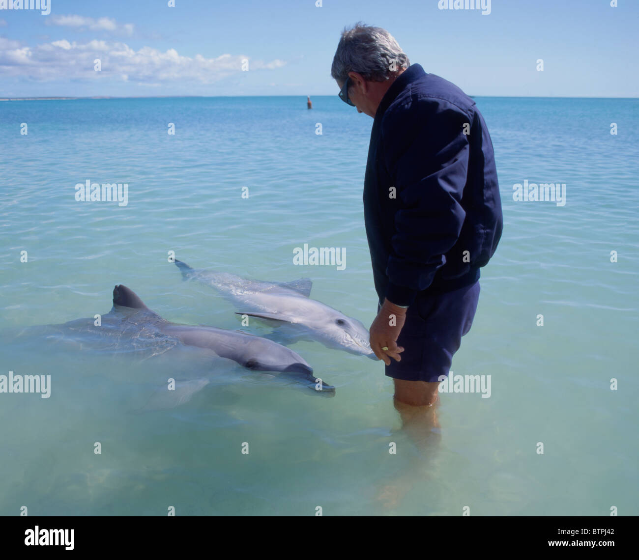 Australia WA Monkey Mia Dolphins Stock Photo - Alamy