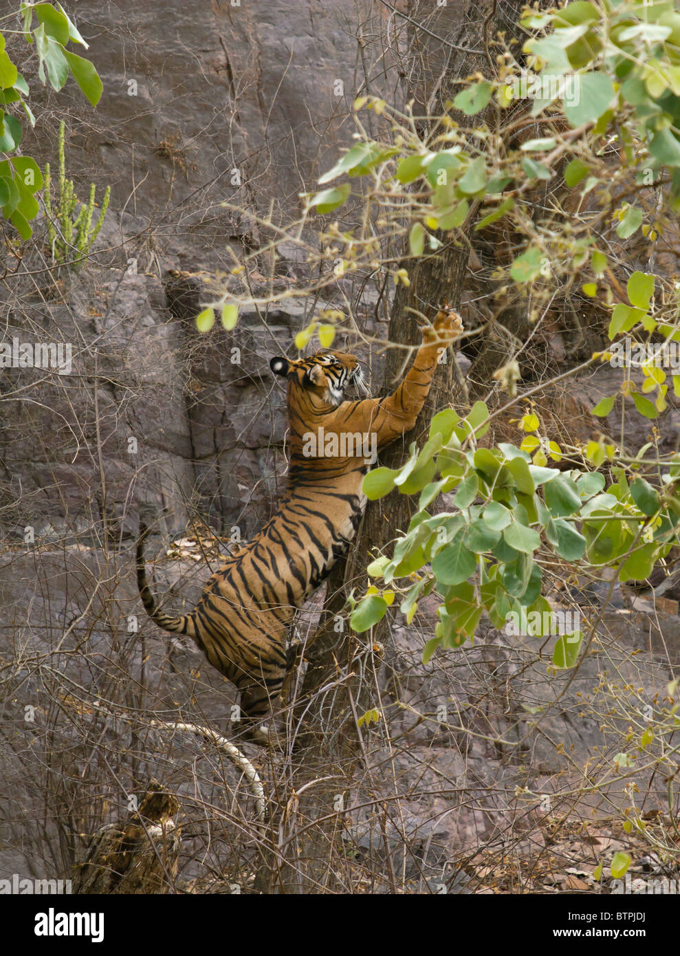 Angry predator attack hi-res stock photography and images - Alamy