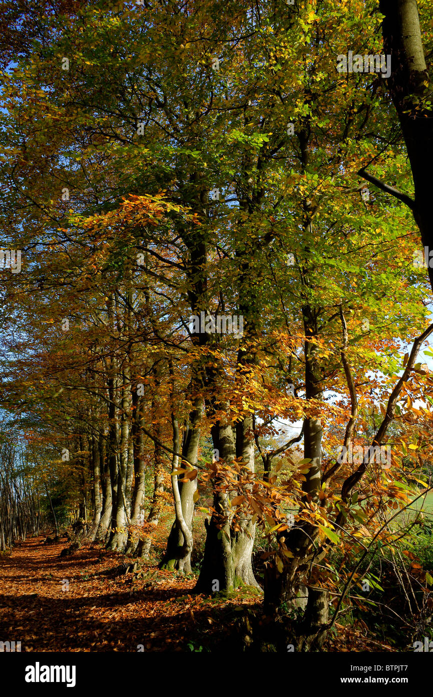 Beech mast uk hi-res stock photography and images - Alamy