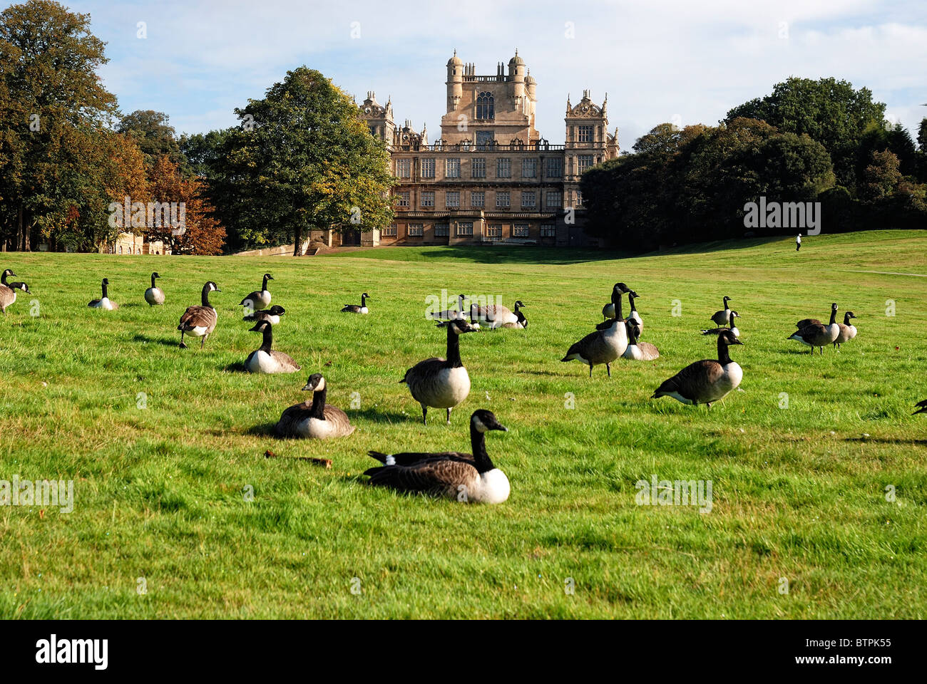 flock of canadian geese wollaton hall nottingham Stock Photo - Alamy