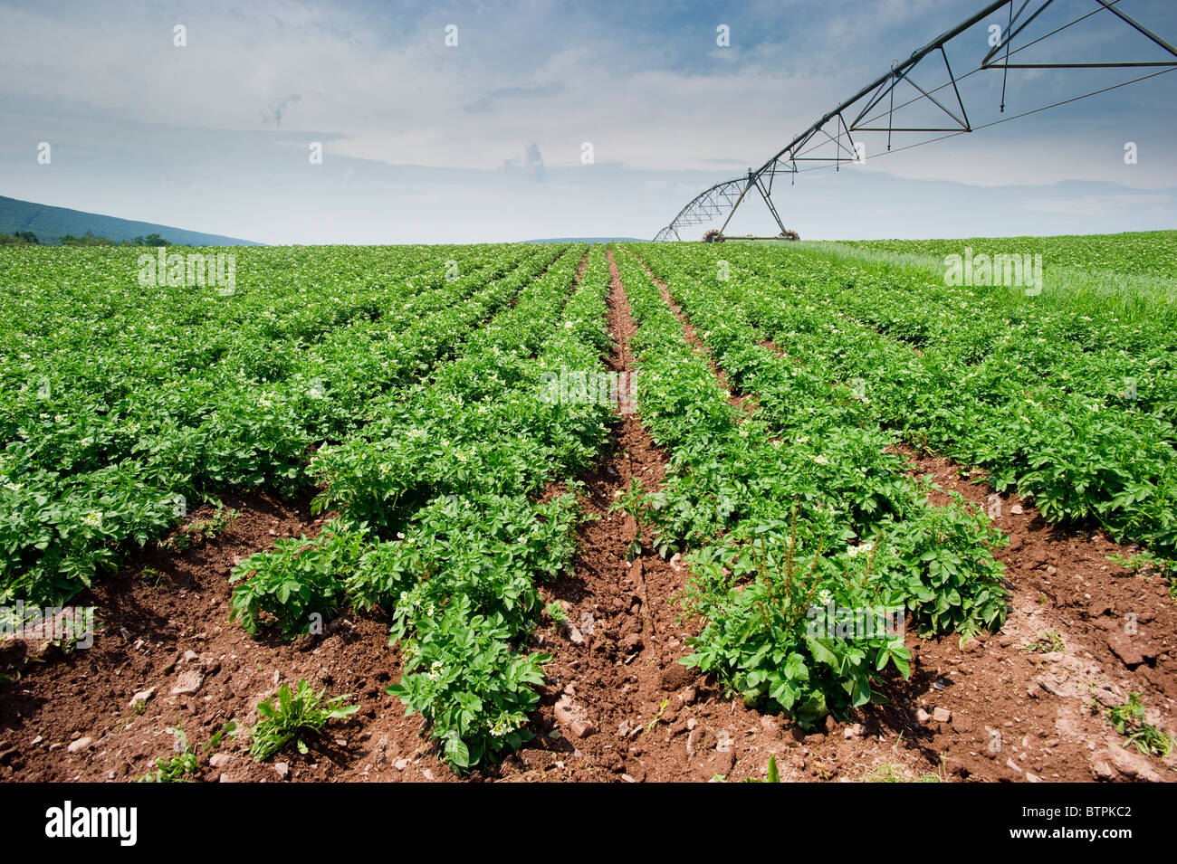 Field of potatoes with pivot irrigation system Stock Photo - Alamy