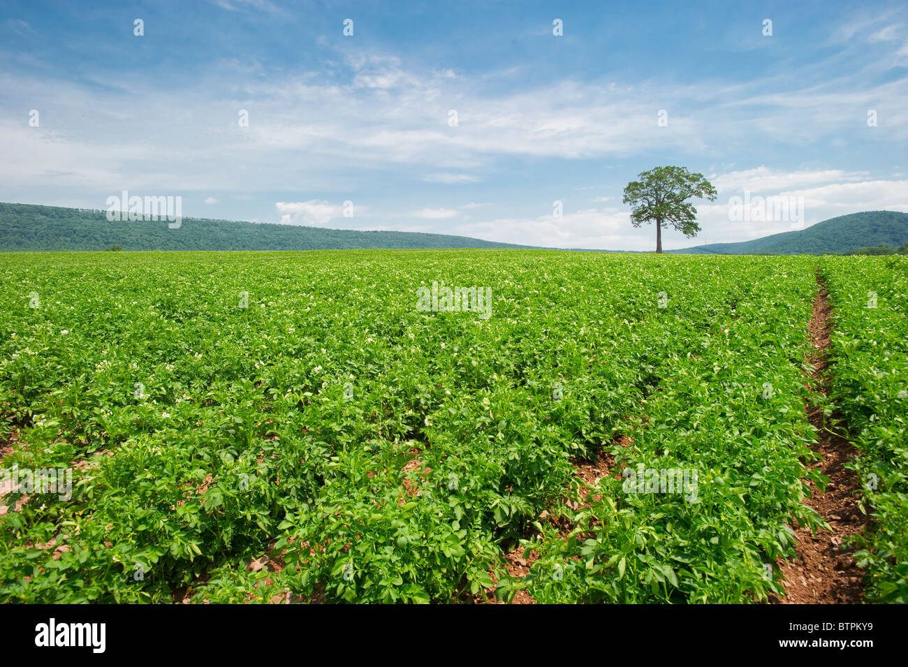 Field rows potato plants hi-res stock photography and images - Alamy