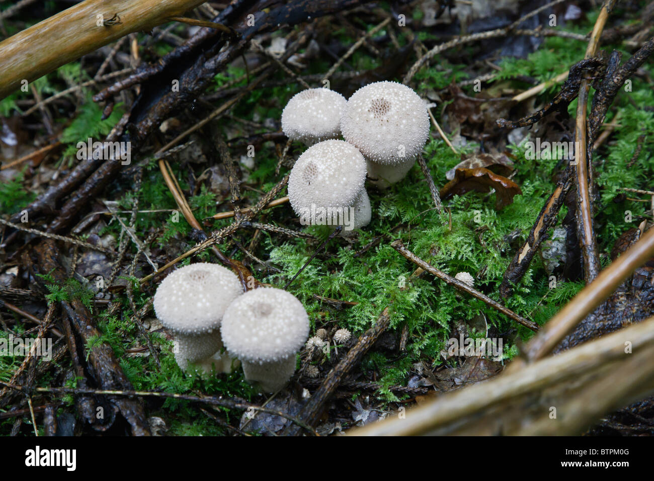 fungi - common puffball (lycoperdon perlatum Stock Photo - Alamy