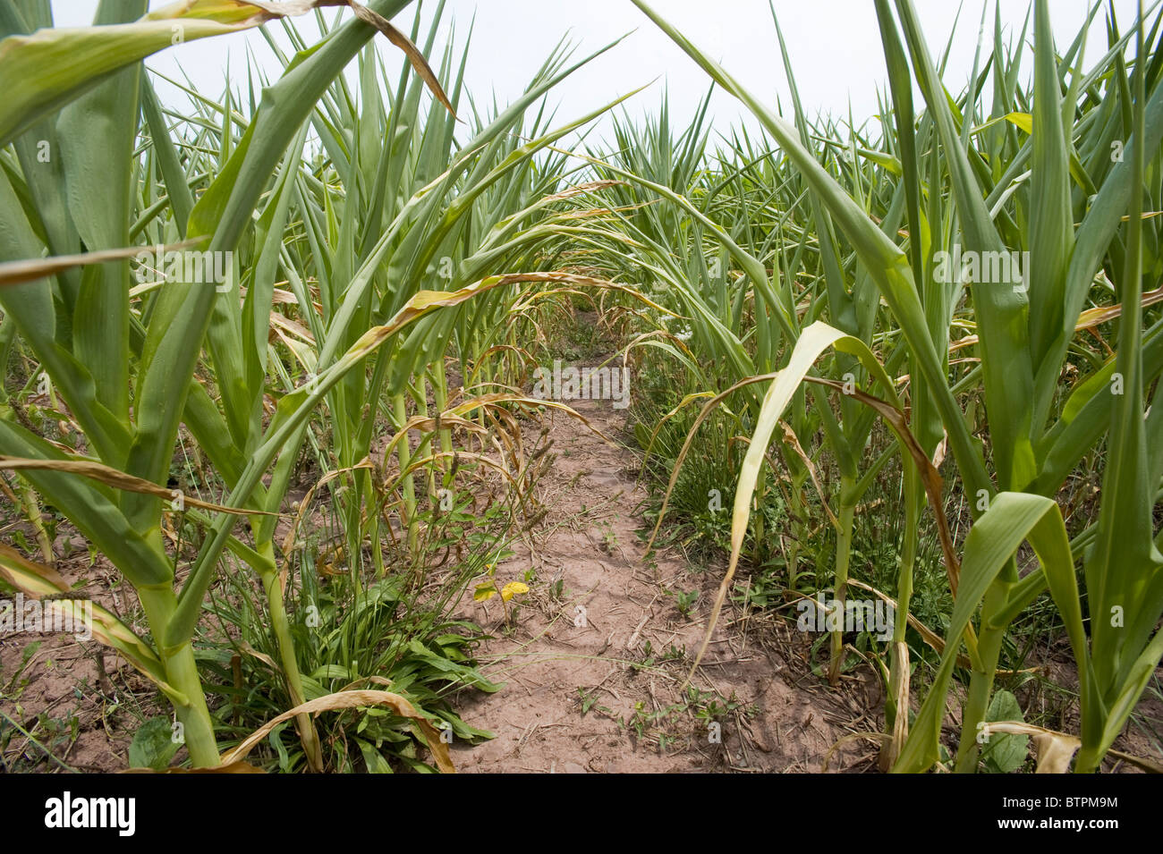 Corn drought hi-res stock photography and images - Alamy