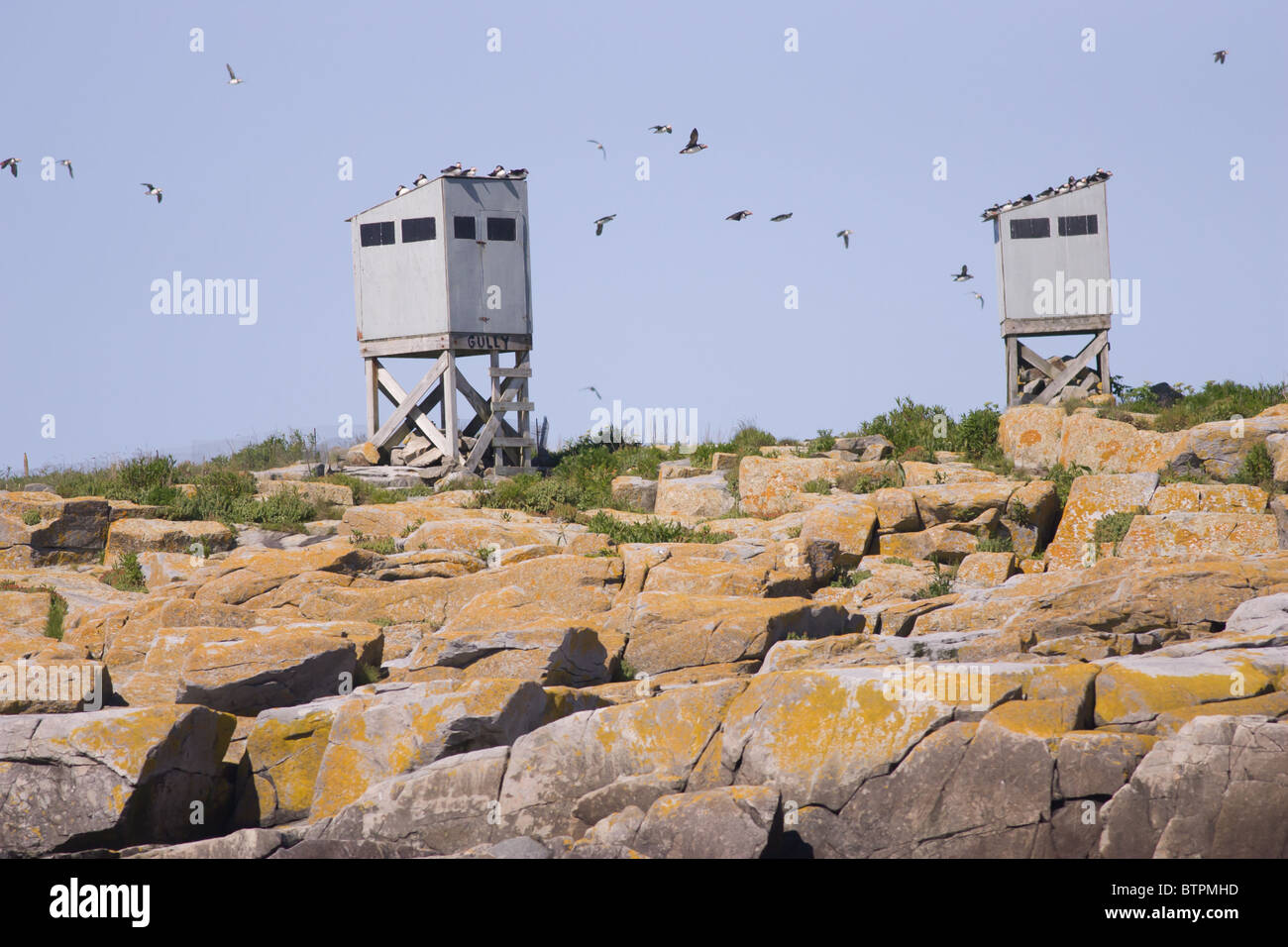 Atlantic Puffins (Fratercula arctica) fly around observation blinds on ...