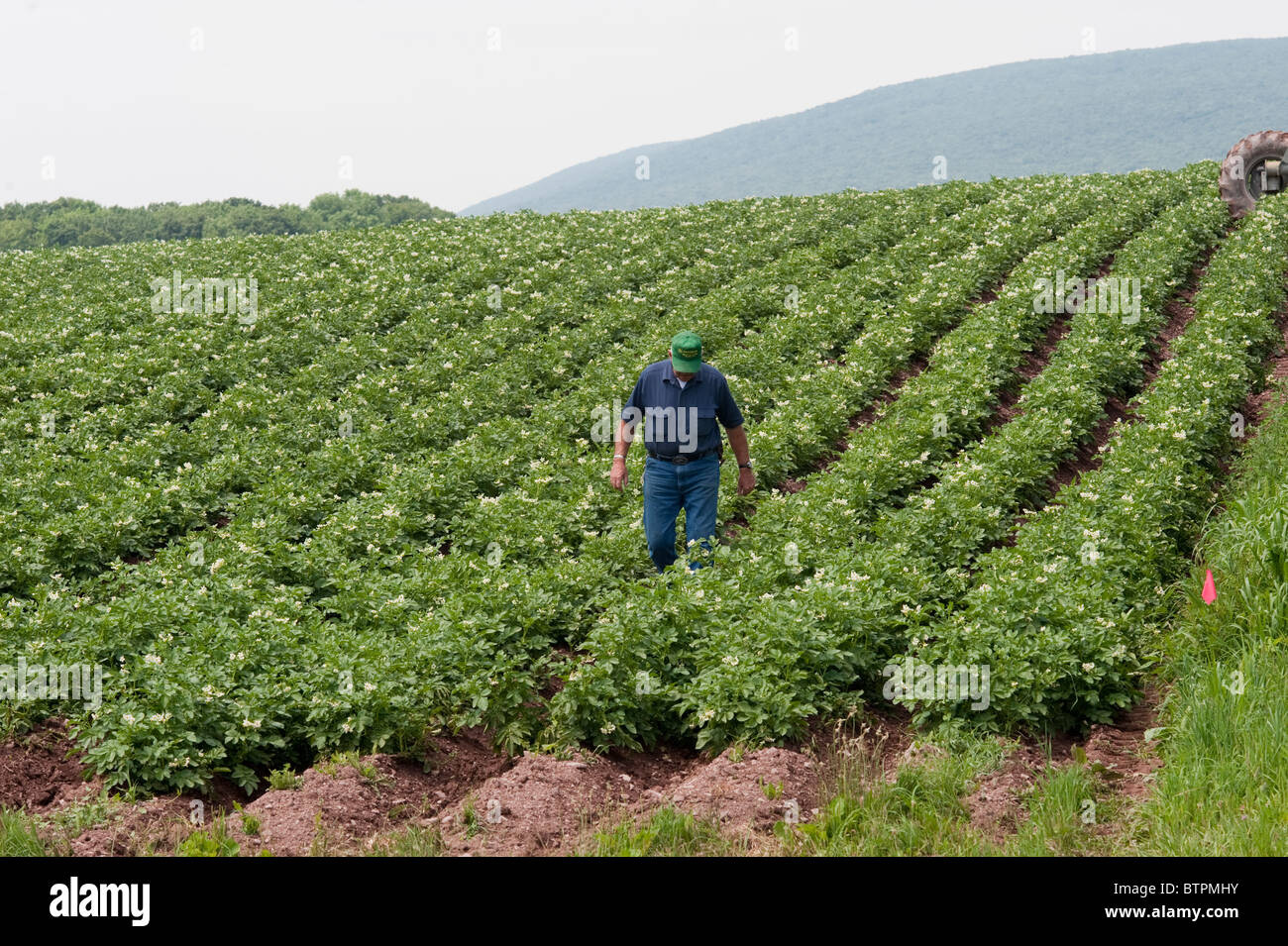 Farmer in field of potatoes Stock Photo - Alamy