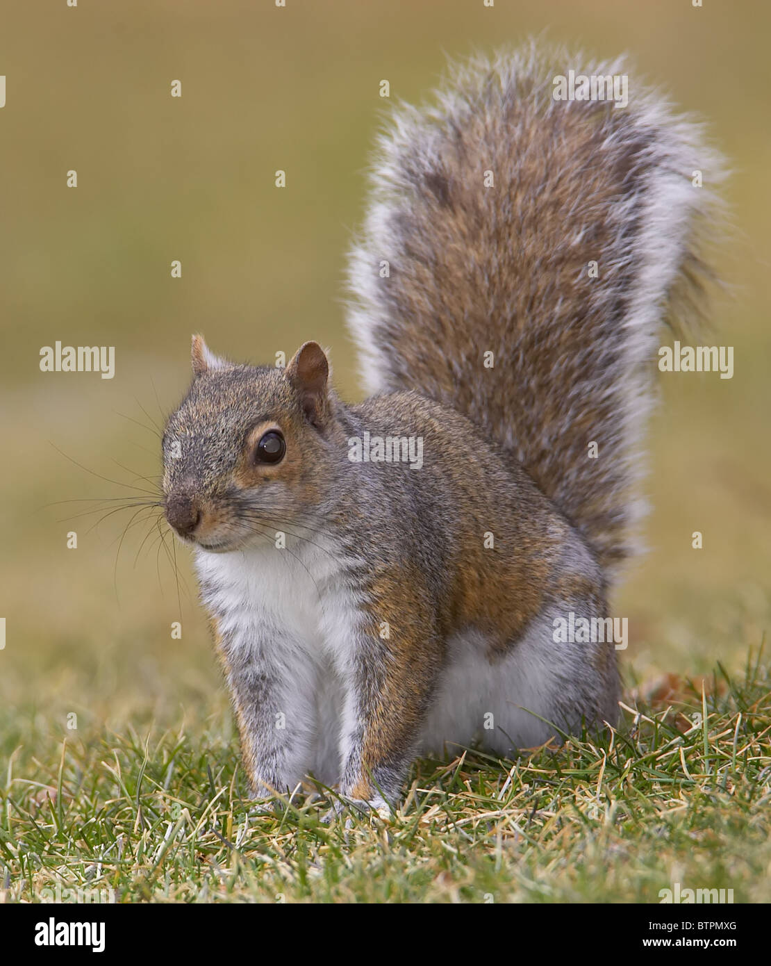 Eastern Gray Squirrel (Sciurus carolinensis Stock Photo - Alamy