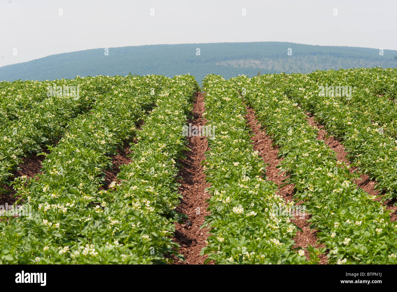 Potato field not japan hi-res stock photography and images - Alamy