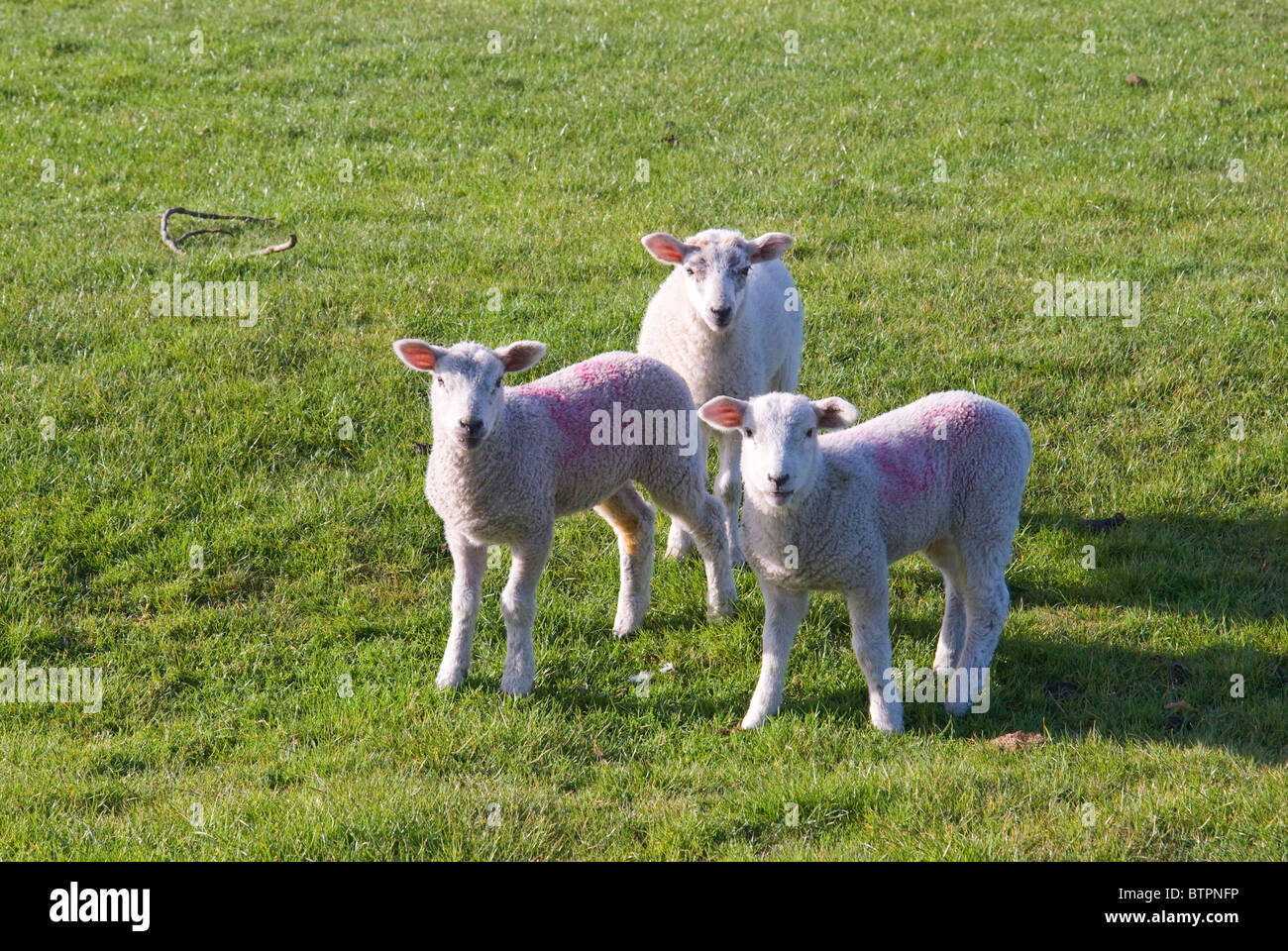 Three animals hi-res stock photography and images - Alamy