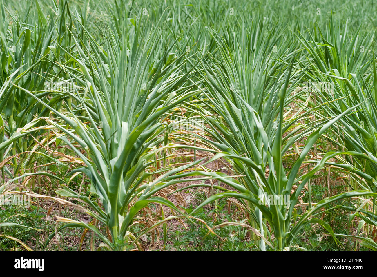 Corn drought hi-res stock photography and images - Alamy
