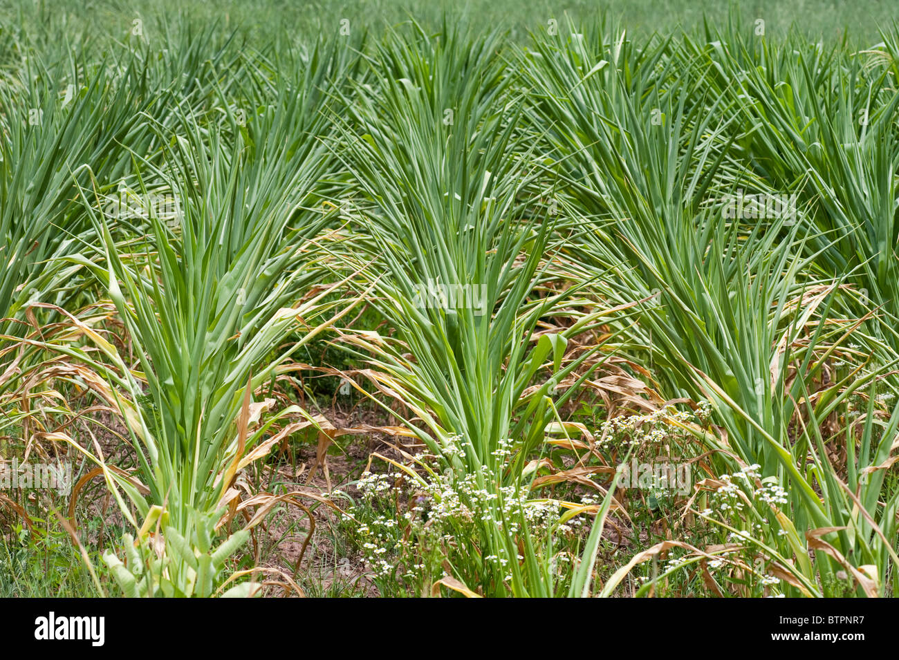 Corn damaged by drought hi-res stock photography and images - Alamy