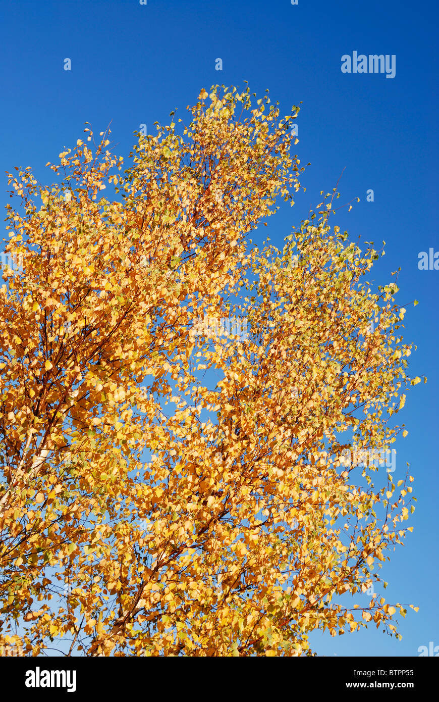 Golden autumn foliage of Silver Birch Trees in Autumn Stock Photo - Alamy