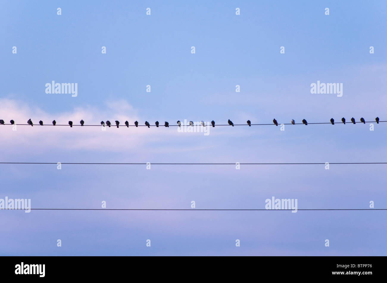 Birds on a wire Stock Photo - Alamy