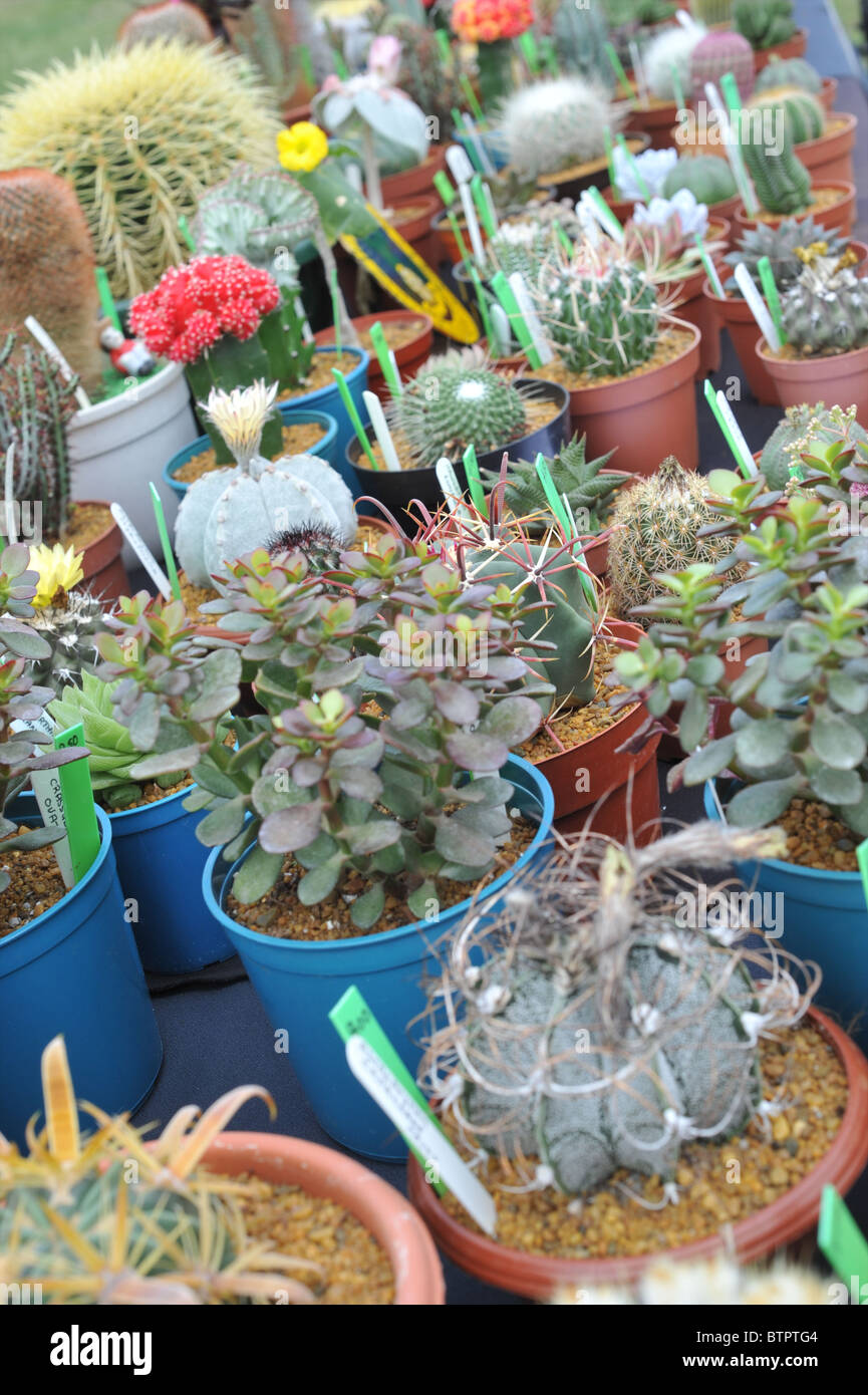 Cacti and succulents on stall at village fete Stock Photo - Alamy