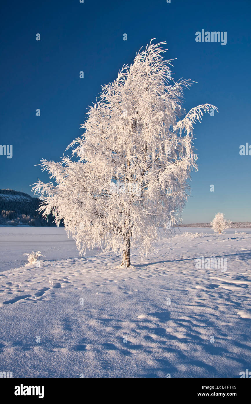 Beautiful winter landscape of big frozen tree in sunshine Stock Photo ...
