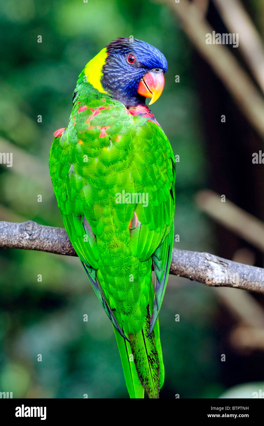 Rainbow lory hi-res stock photography and images - Alamy