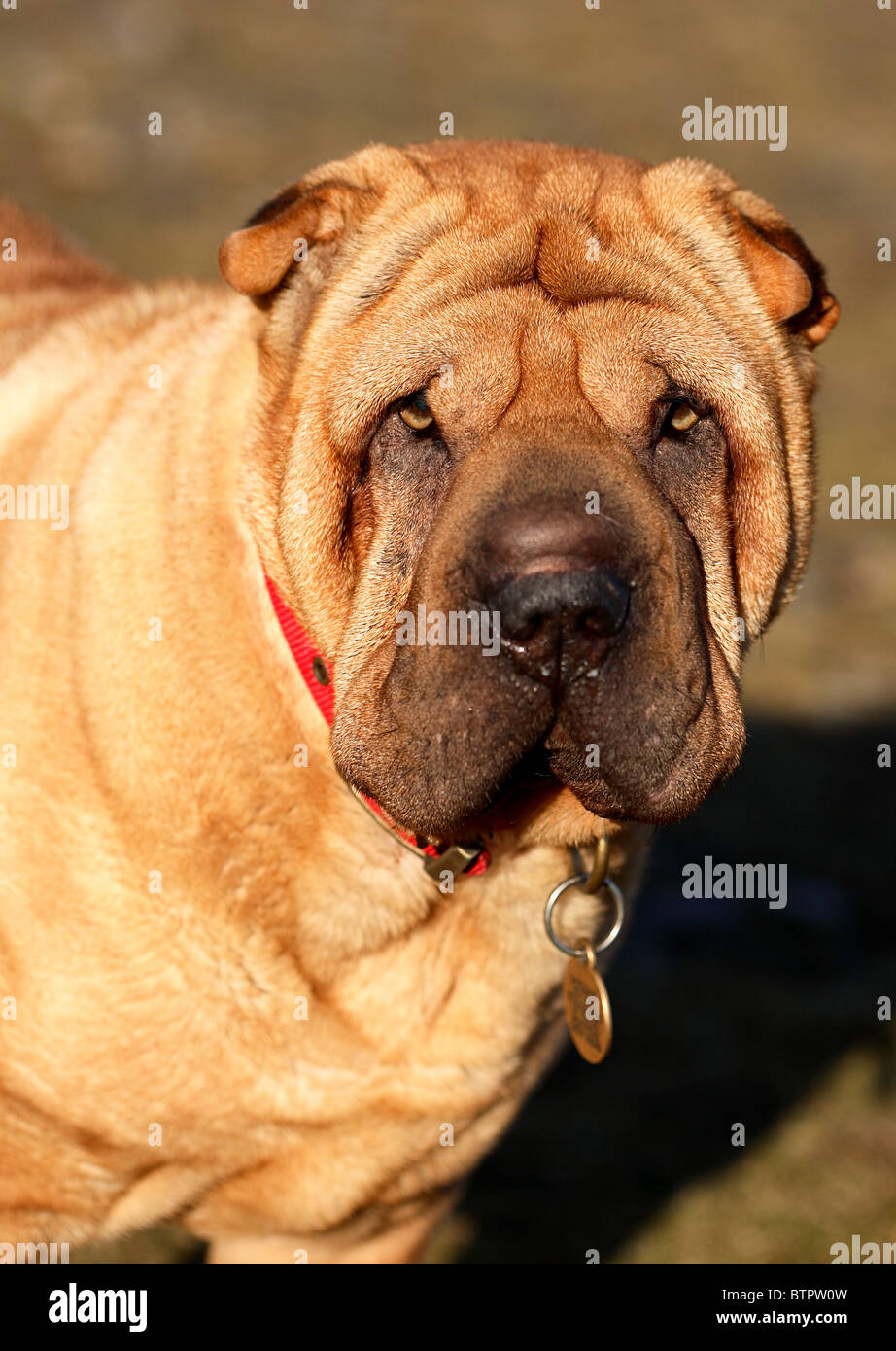 Shar Pei .Breed of dog Stock Photo - Alamy