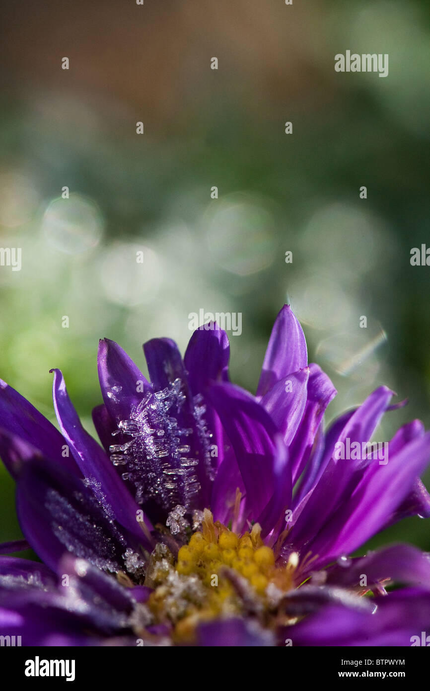 Ground zero flower hi-res stock photography and images - Alamy