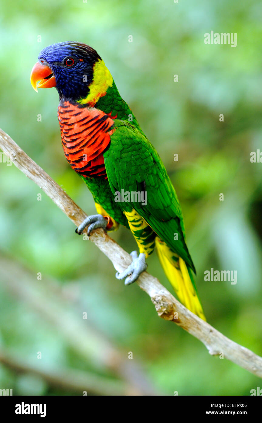 Rainbow plumage hi-res stock photography and images - Alamy