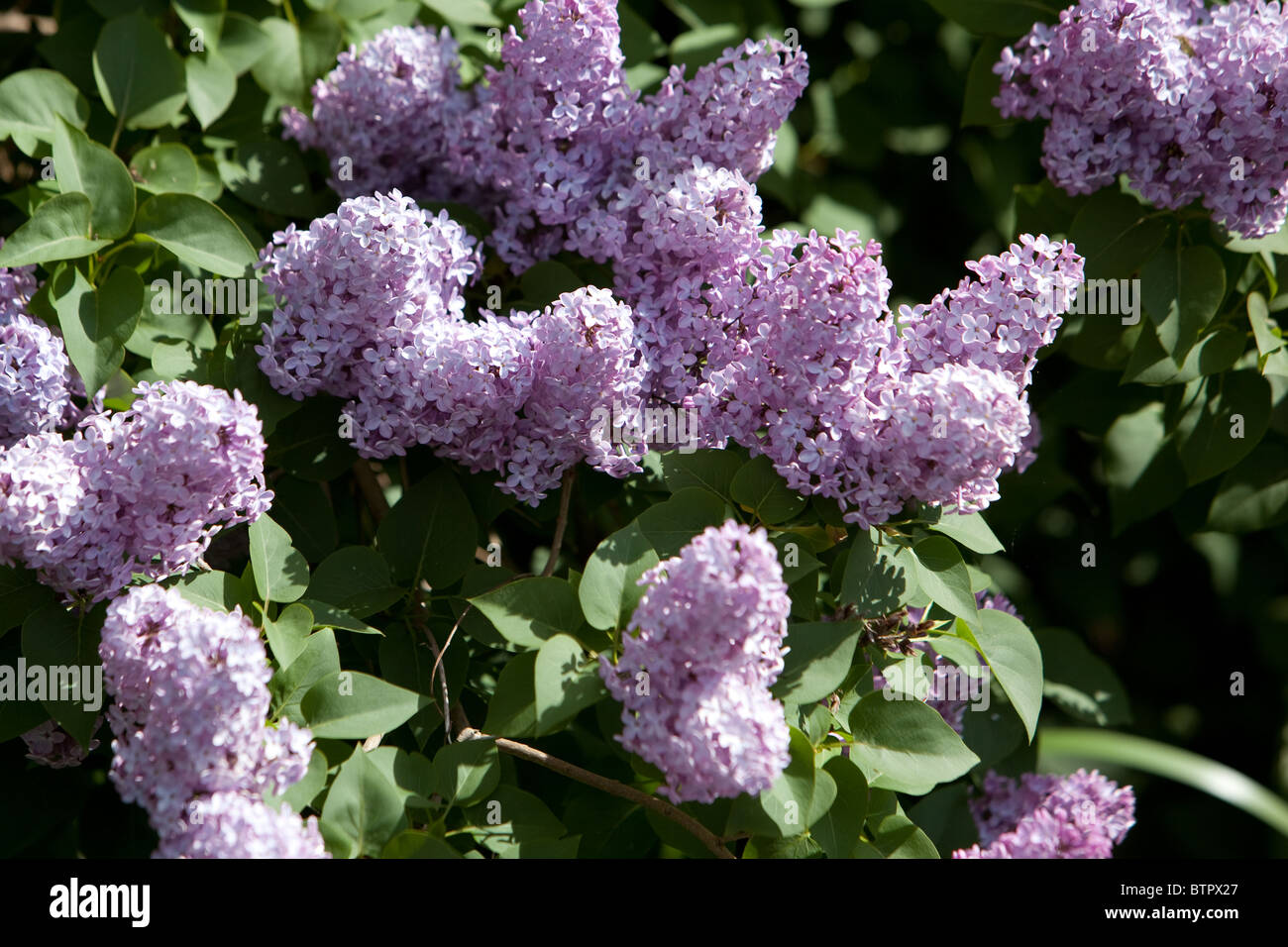 Lilac plant enjoying summer sunshine Salisbury Stock Photo - Alamy