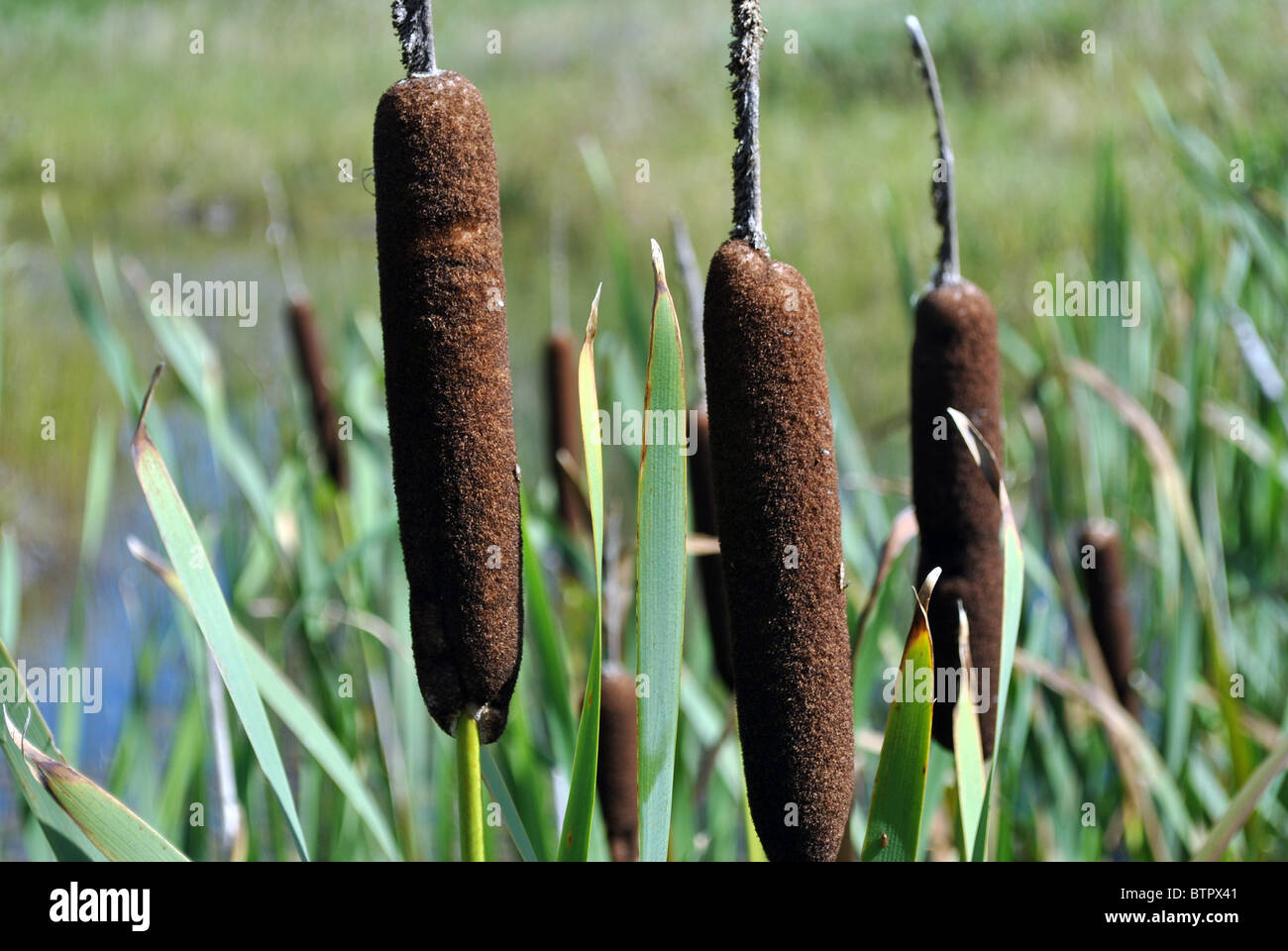 Cattails water hi-res stock photography and images - Alamy