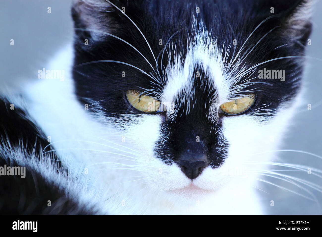 very nice close-up portrait of cat Stock Photo - Alamy