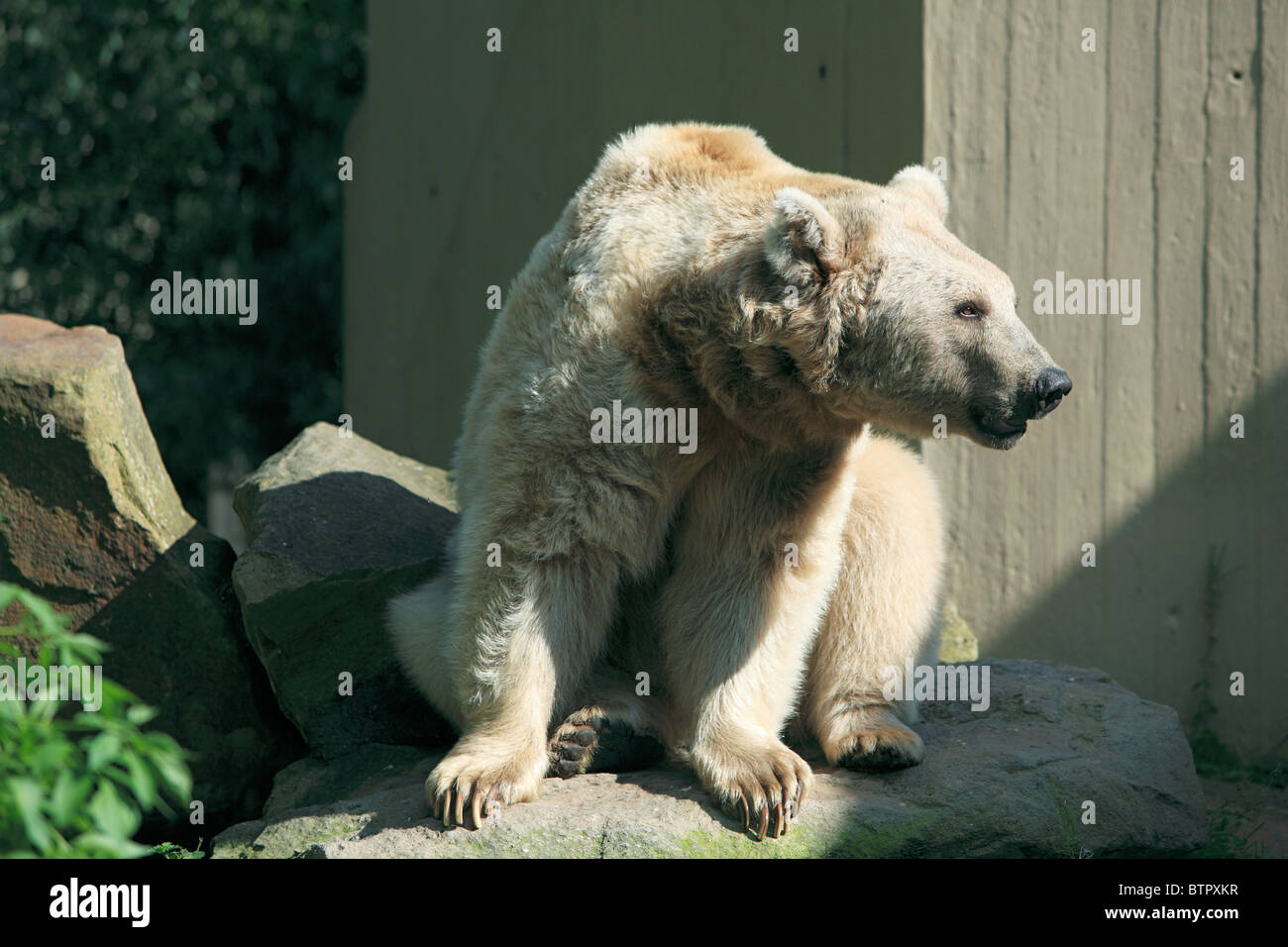 Syrian brown bear ursus arctos syriacus hi-res stock photography and ...