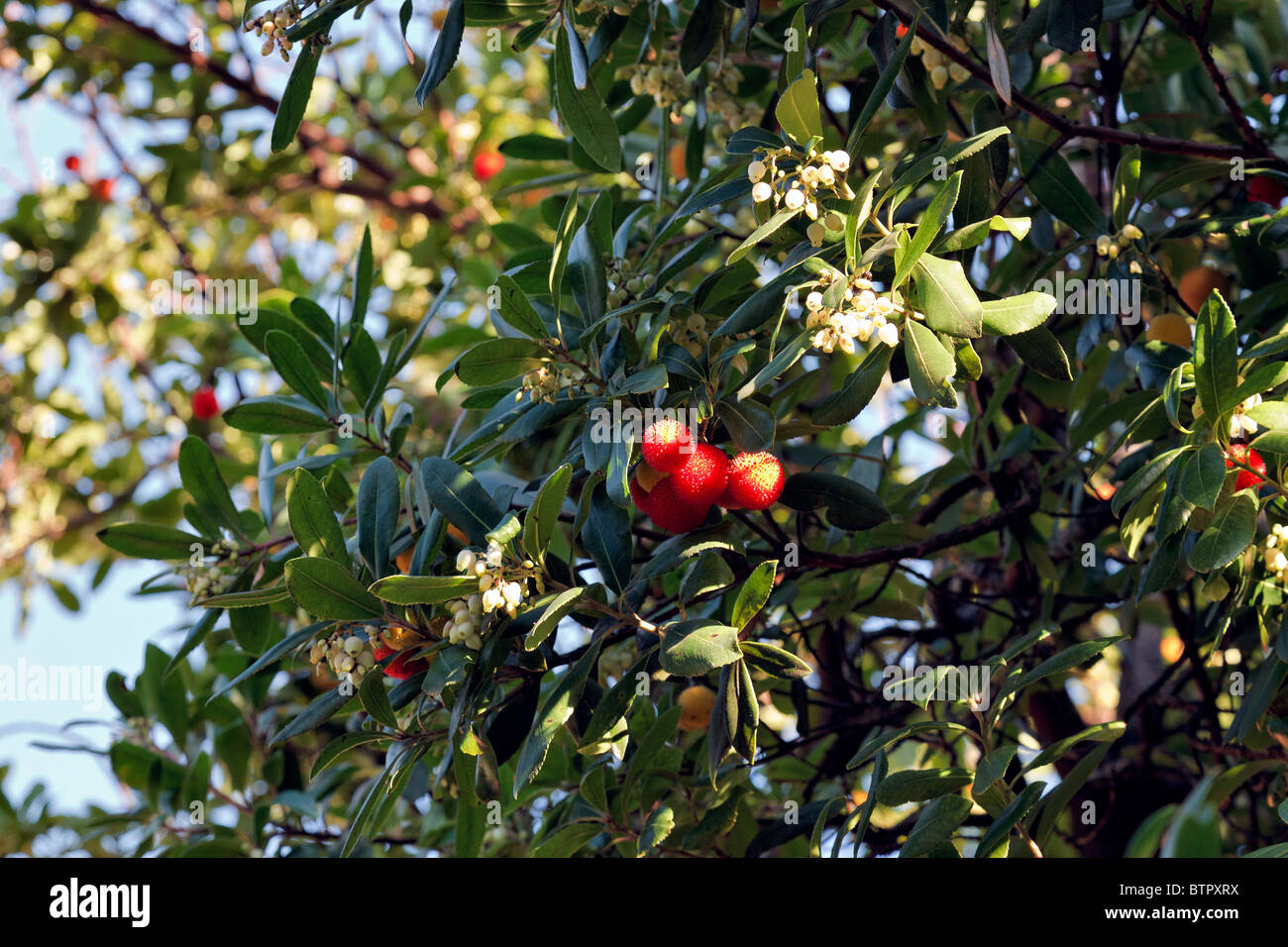 Fruiting Strawberry tree in a garden in Mandello del Lario Italy Stock ...