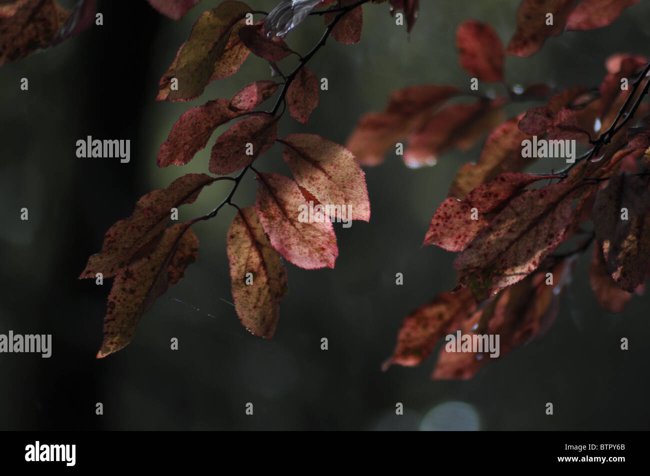 Leafy branch hi-res stock photography and images - Alamy
