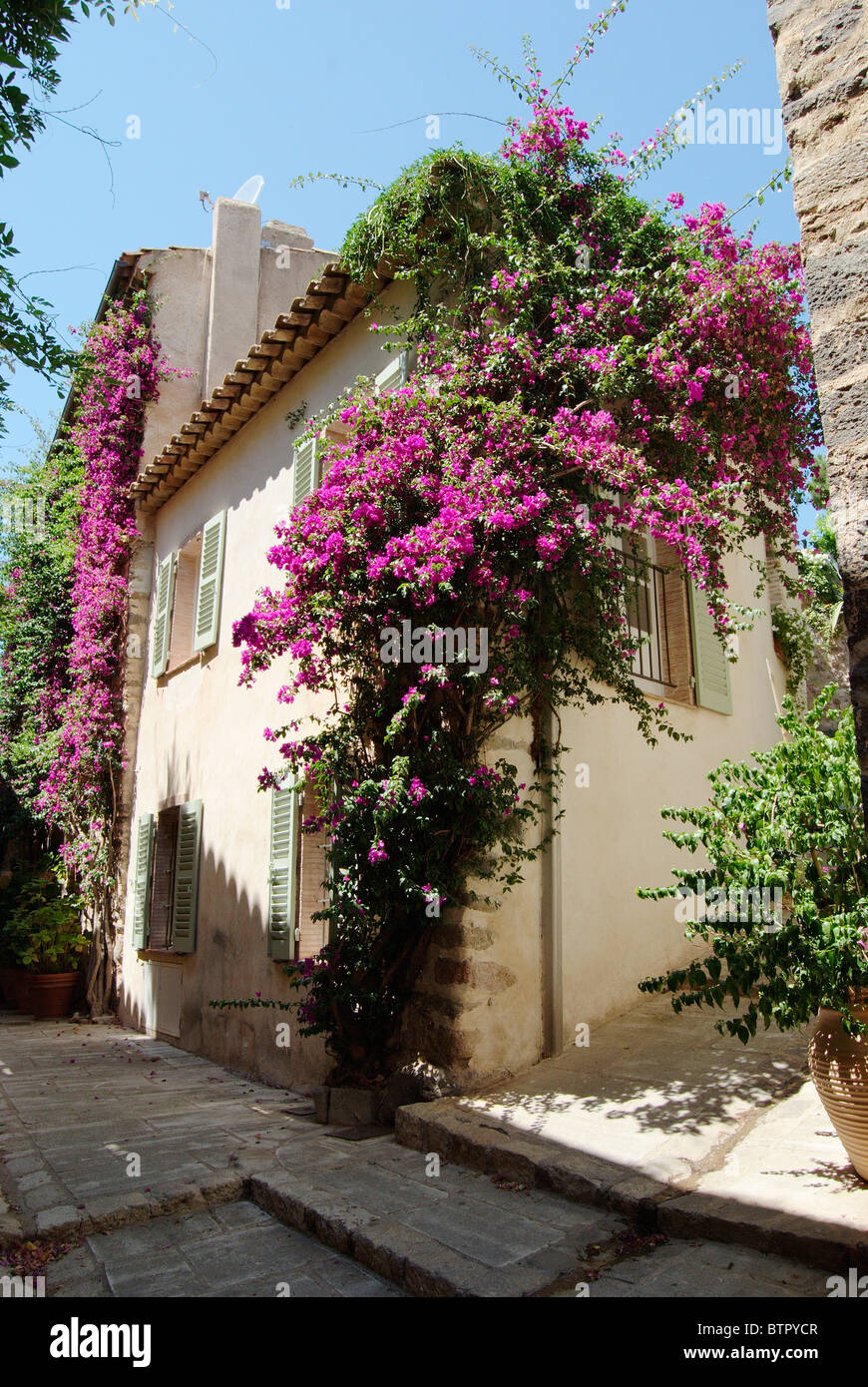 France, Grimaud, View of flowering creeper growing besides house Stock ...