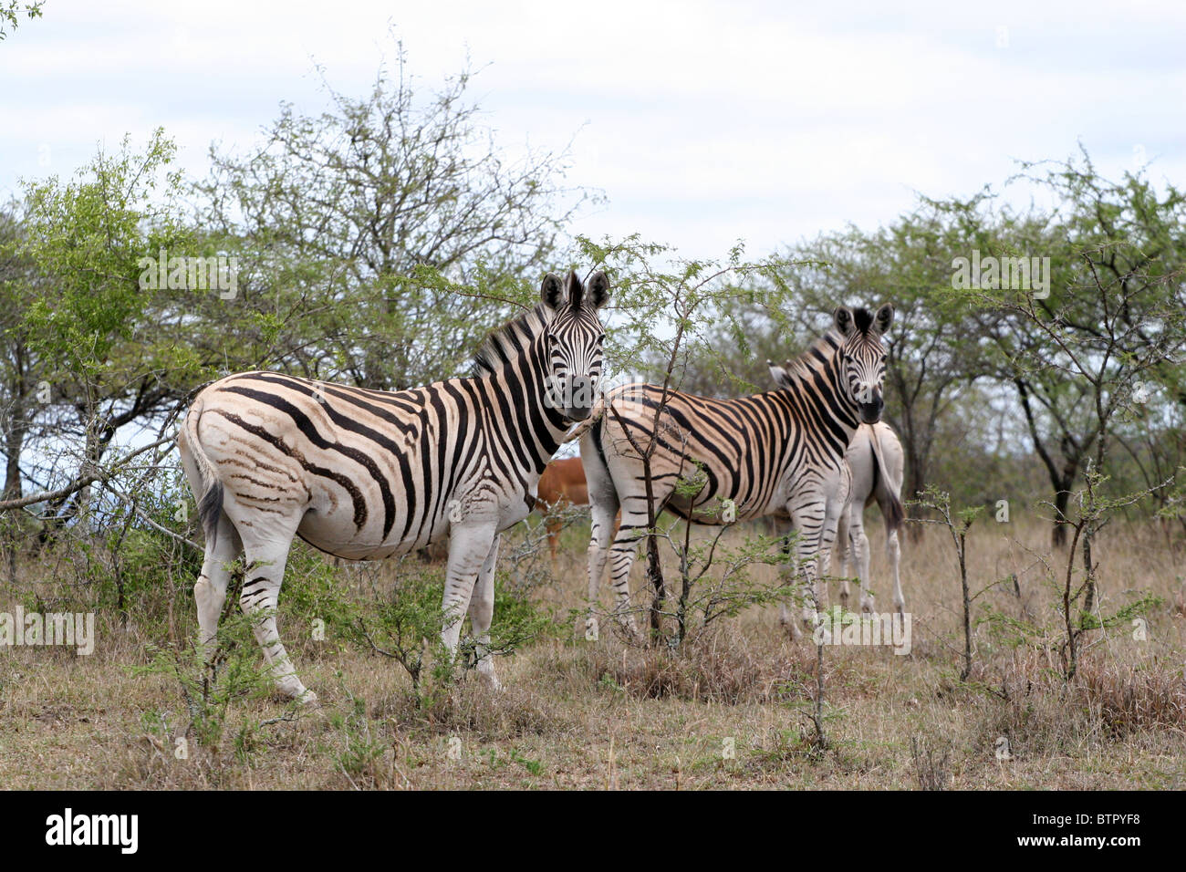 Zululand Savanna High Resolution Stock Photography and Images - Alamy