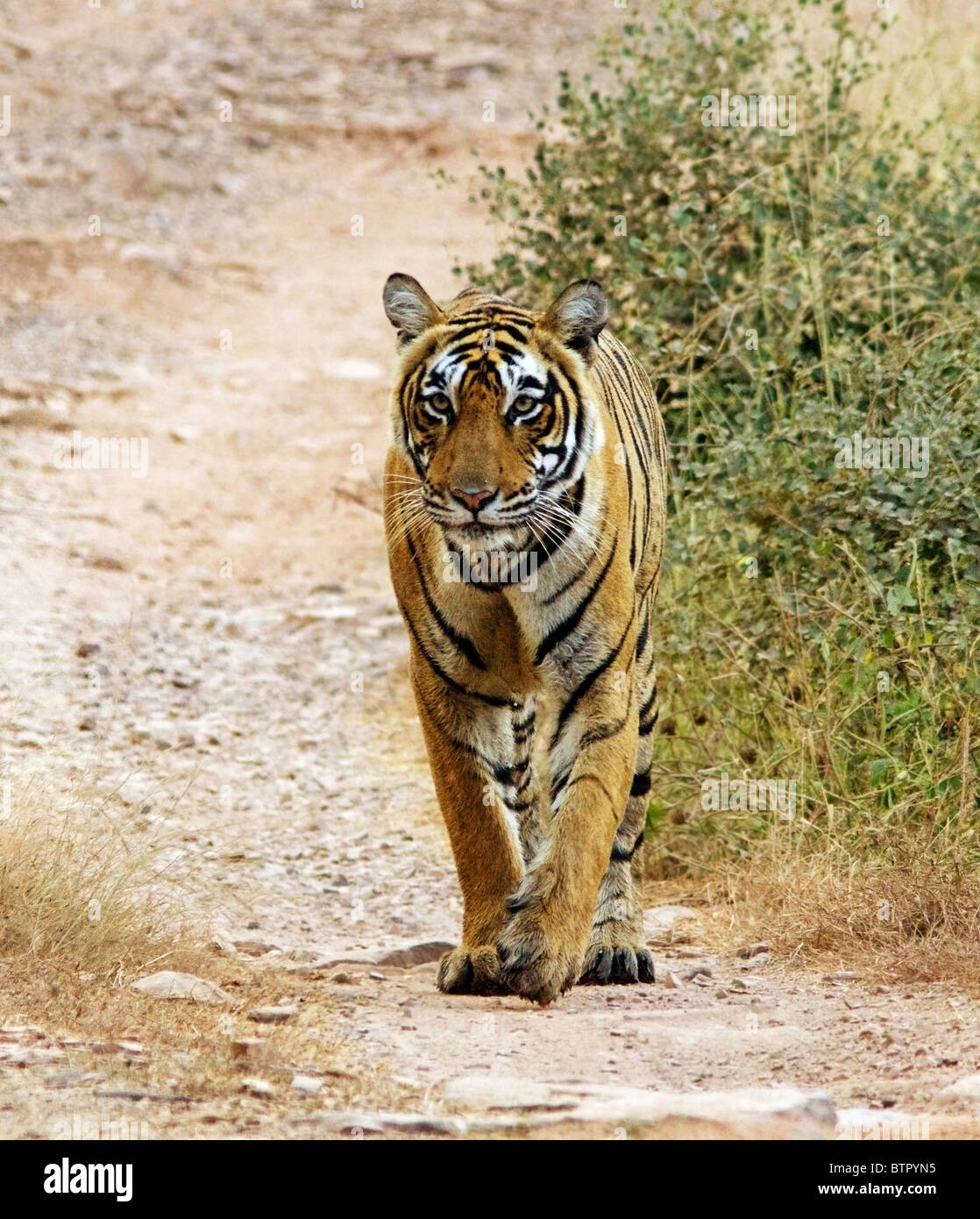 Tiger walking hi-res stock photography and images - Alamy