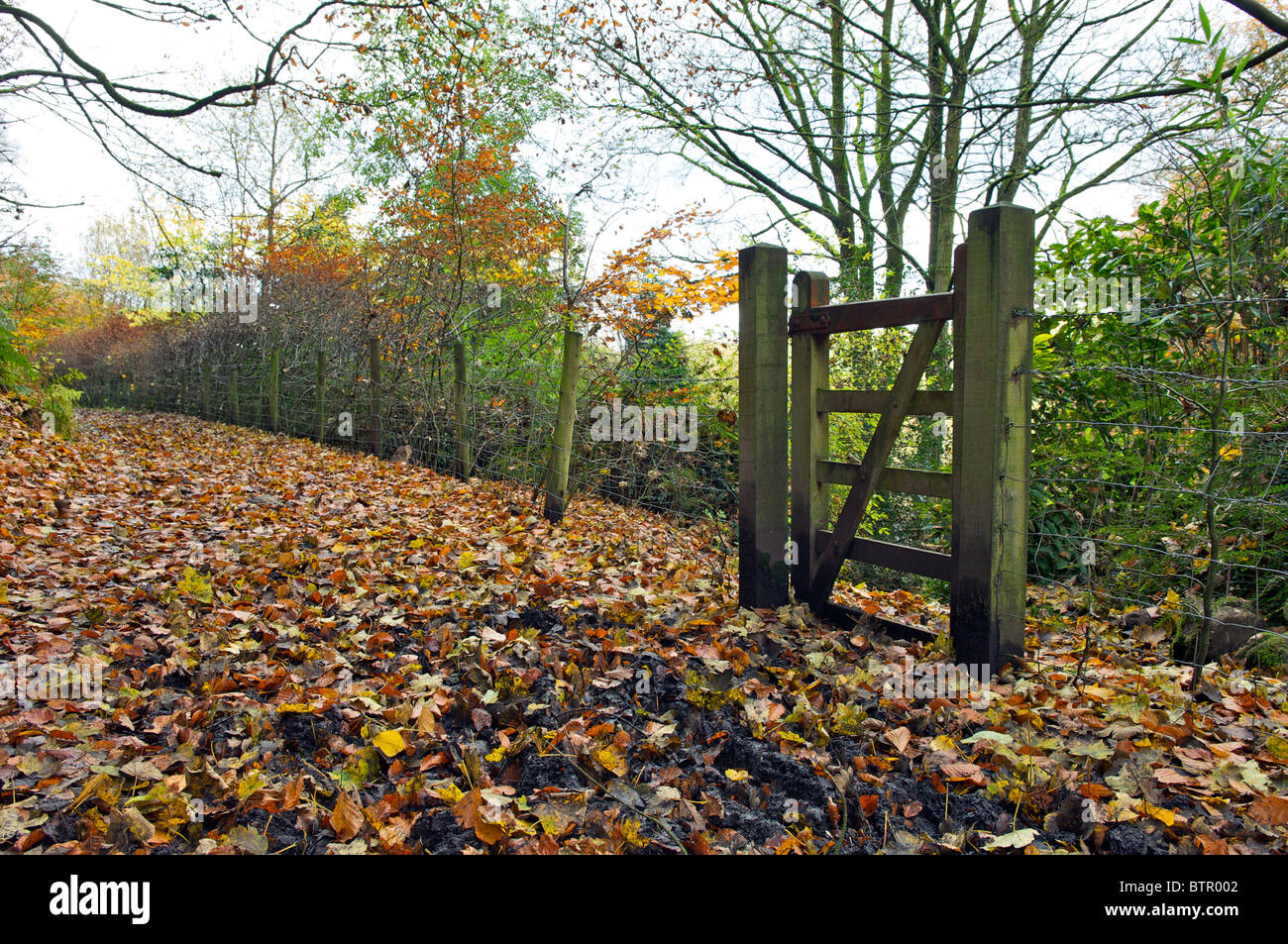 Pathway and gate in autumn Stock Photo - Alamy