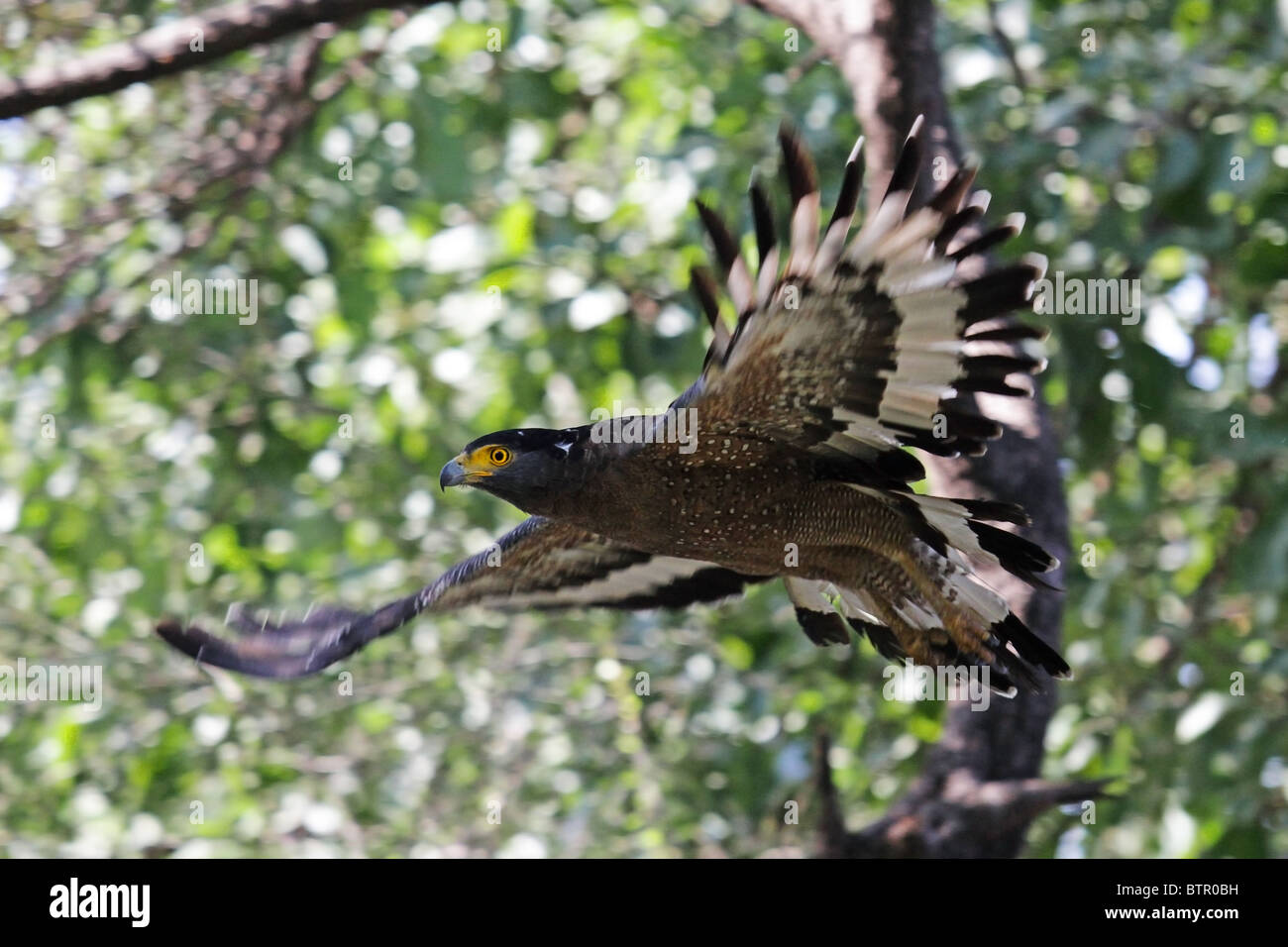 Crested Serpent Eagle flying in Ranthambhore National Park, Rajasthan ...