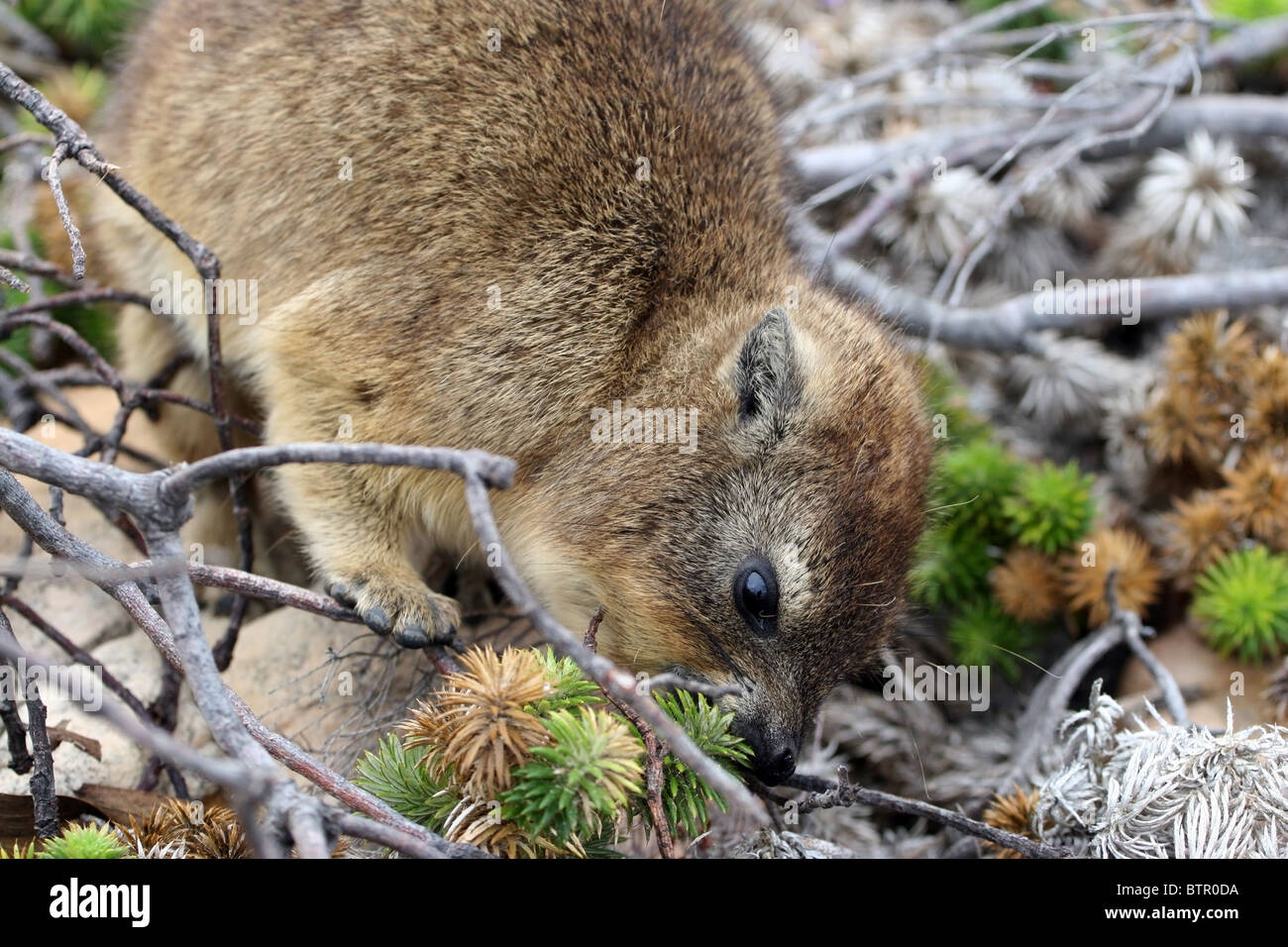 African Rock Dassies High Resolution Stock Photography and Images - Alamy